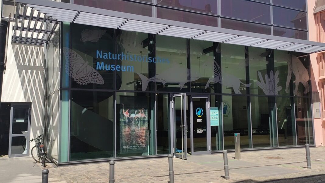 „Ferienforscher“ im Naturhistorischen Museum Mainz