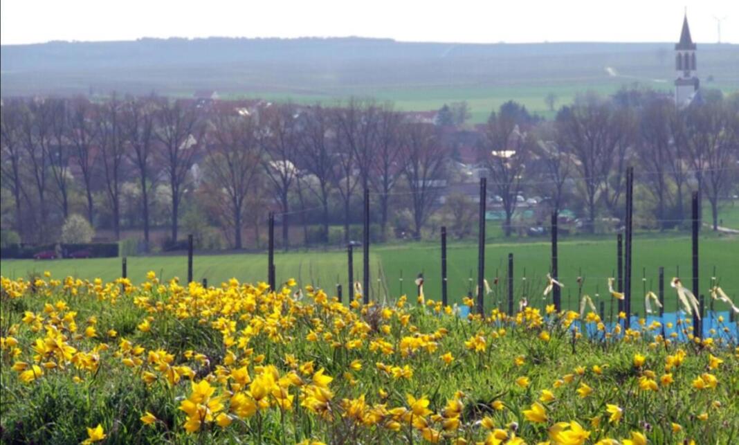 Schunke Gau Odernheim